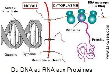 transcription ADN en ARN (test) نسخ دنا إلى رنا
